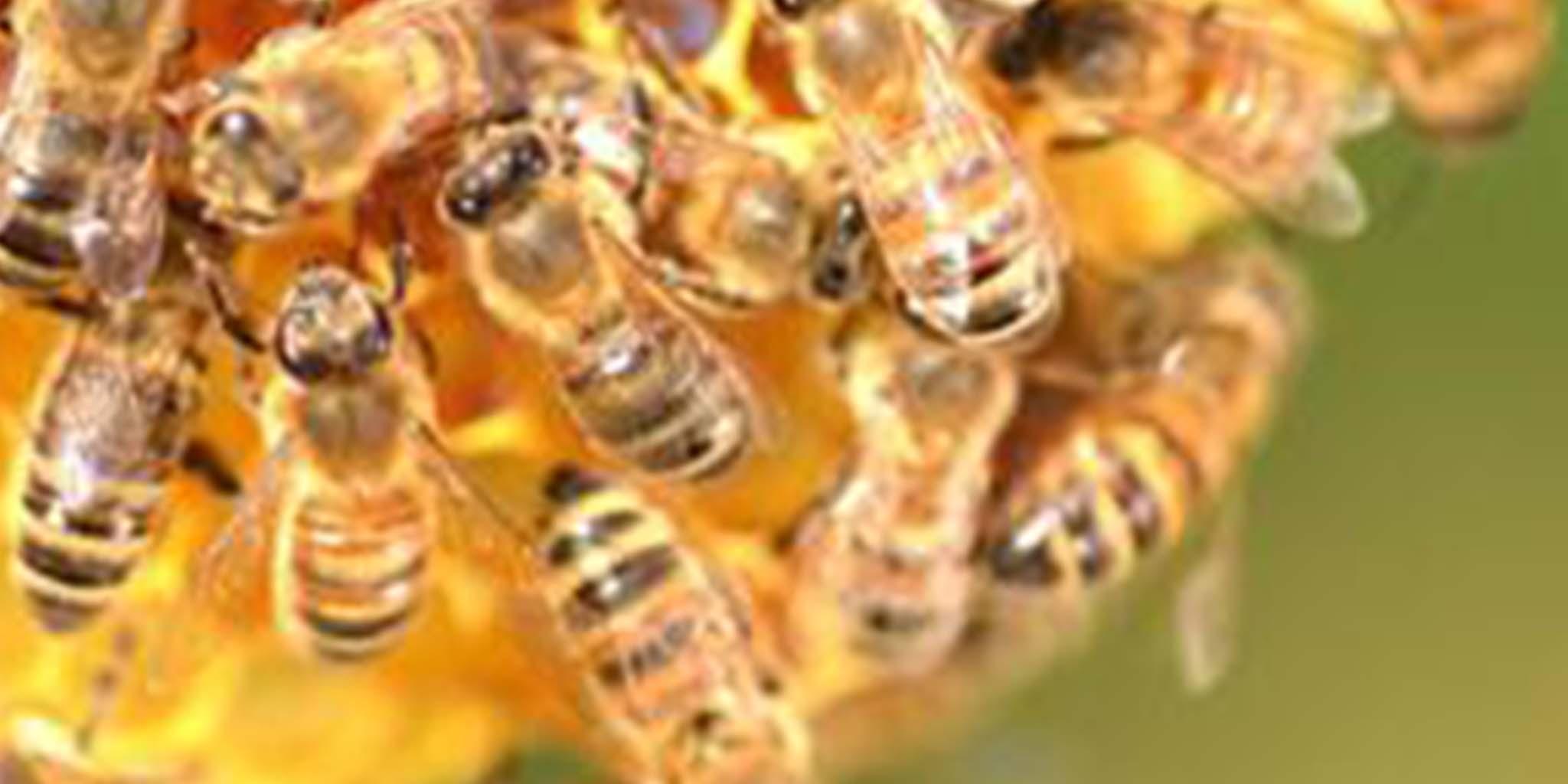 Yoswit Smart Solutions - News - 2016052003 - Four ways IoT is saving the environment